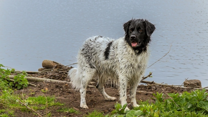Perro de Muestra Frisón Perros Raza - Características, Fotos & Precio ...