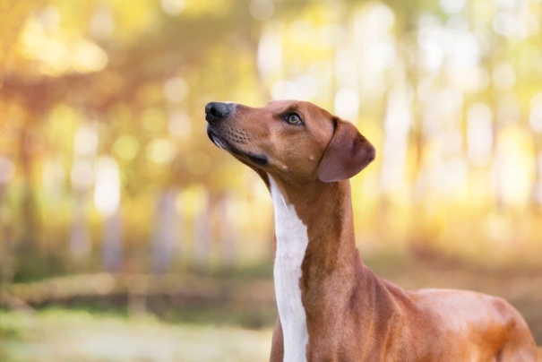 Azawakh Perros Raza - Características, Fotos & Precio | MundoAnimalia