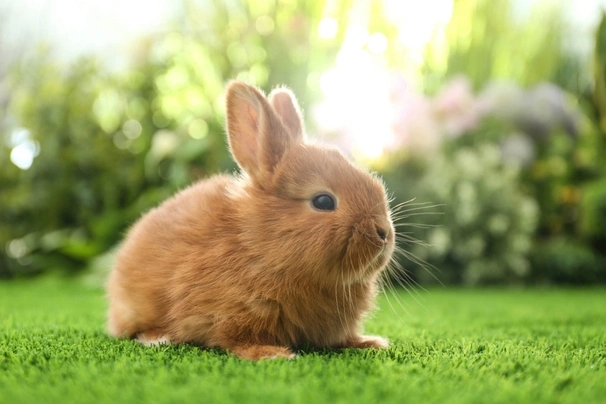 Thrianta Rabbits Breed - Information, Temperament, Size & Price ...