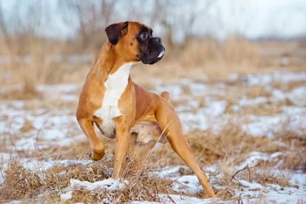 Boxer Perros Raza - Características, Fotos & Precio | MundoAnimalia