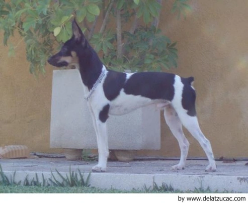 Gos Rater Valencià Perros Raza - Características, Fotos & Precio ...