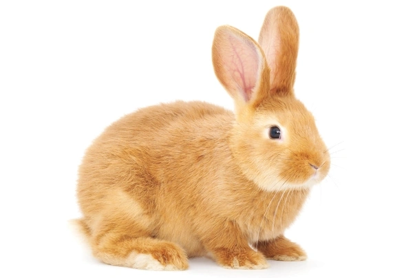 Sussex Rabbits Breed - Information, Temperament, Size & Price | Pets4Homes