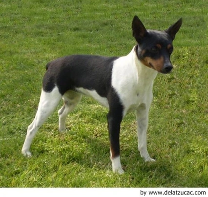 Gos Rater Valencià Perros Raza - Características, Fotos & Precio ...