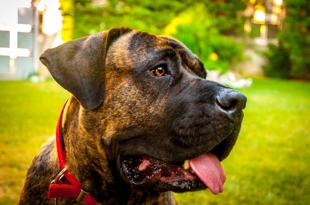 Presa Canario Dogs Breed - Information, Temperament, Size & Price ...
