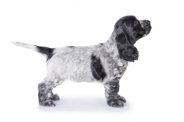 Engelse Cocker Spaniel Honden Ras: Karakter, Levensduur & Prijs ...