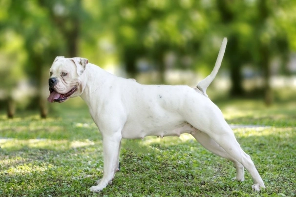 Bulldog Americano Perros Raza | Datos, Aspectos destacados y Consejos ...