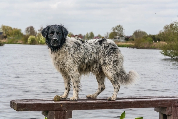 Perro de Muestra Frisón Perros Raza - Características, Fotos & Precio ...