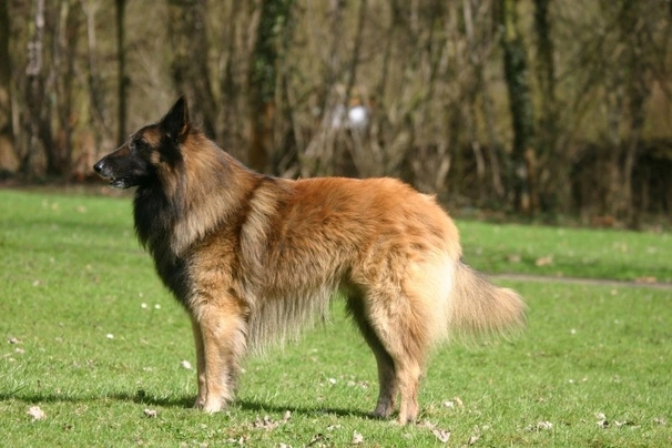 Belgian Shepherd Dog Honden Ras: Karakter, Levensduur & Prijs | Puppyplaats