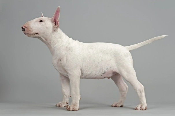 English Bull Terrier Dogs Breed - Information, Temperament, Size ...
