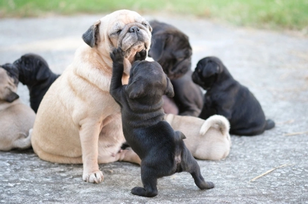Mopshond Honden Ras: Karakter, Levensduur & Prijs | Puppyplaats