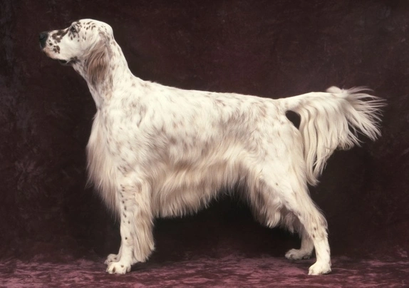 English Setter Dogs Breed - Information, Temperament, Size & Price ...