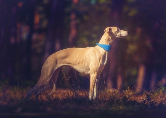 Whippet Perros Raza - Características, Fotos & Precio | MundoAnimalia