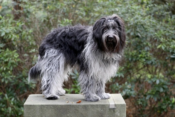 Schapendoes Perros Raza - Características, Fotos & Precio | MundoAnimalia