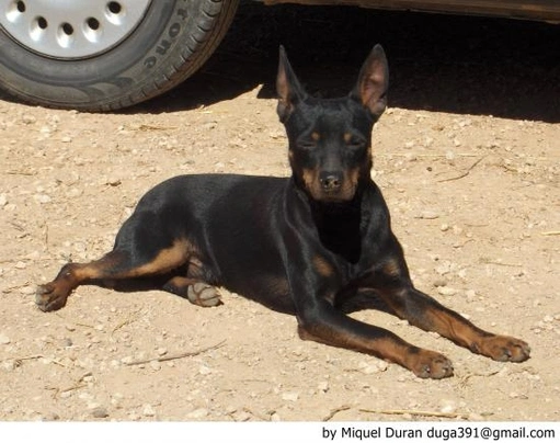 Ca Rater Mallorquí Perros Raza - Características, Fotos & Precio ...