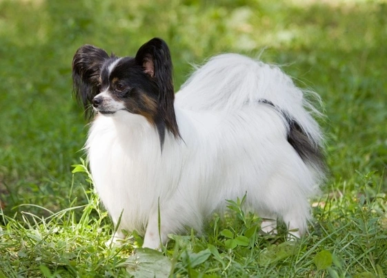Papillon Perros Raza - Características, Fotos & Precio | MundoAnimalia