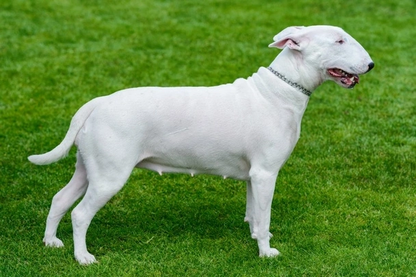 English Bull Terrier Dogs Breed - Information, Temperament, Size ...