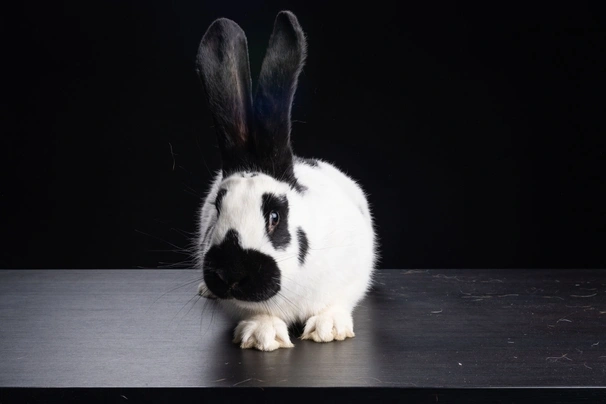 Continental Giant Rabbits Breed - Information, Temperament, Size ...