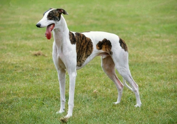 Pequeño Lebrel Italiano Perros Raza - Características, Fotos & Precio ...