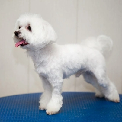 Maltese Dogs Breed - Information, Temperament, Size & Price | Pets4Homes