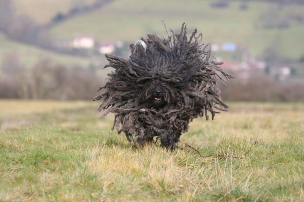 Hungarian Puli Dogs Breed - Information, Temperament, Size & Price ...