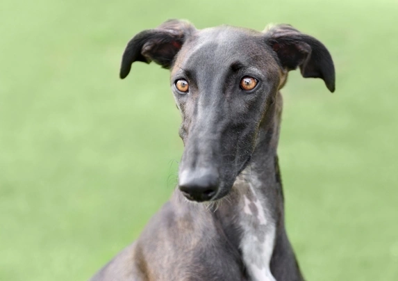 Galgo Español Perros Raza - Características, Fotos & Precio | MundoAnimalia