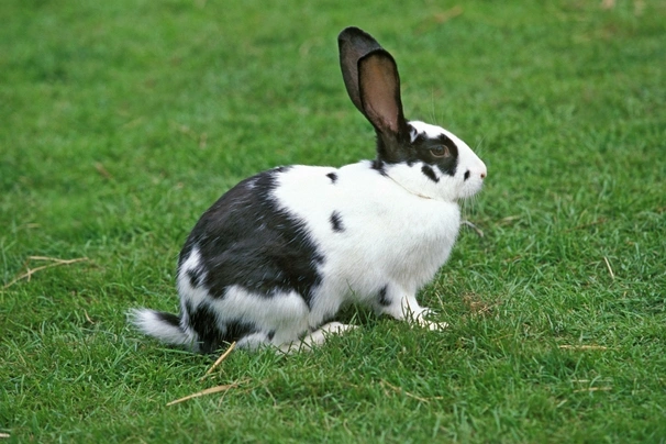 Giant Papillon Rabbits Breed - Information, Temperament, Size & Price ...