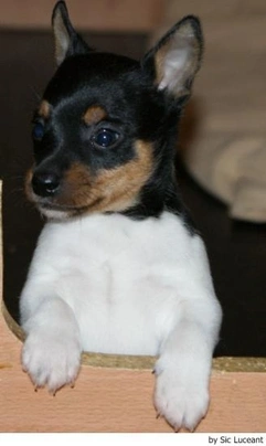 Gos Rater Valencià Perros Raza - Características, Fotos & Precio ...