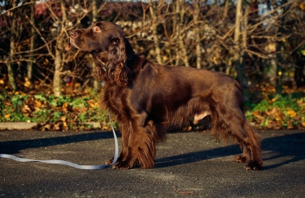 Field Spaniel Cani Razza - Prezzo, Temperamento & Foto | AnnunciAnimali