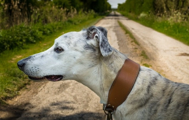 Lurcher Perros Raza - Características, Fotos & Precio | MundoAnimalia