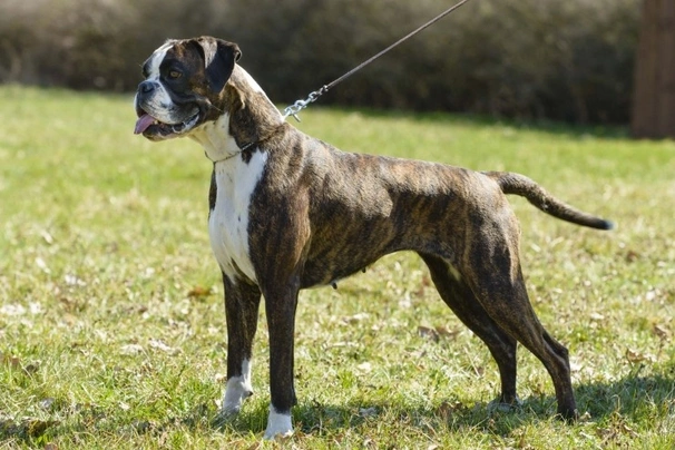 Boxer Perros Raza | Datos, Aspectos destacados y Consejos de compra ...