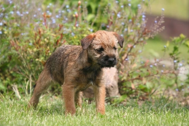 Border Terrier Dogs Breed - Information, Temperament, Size & Price ...