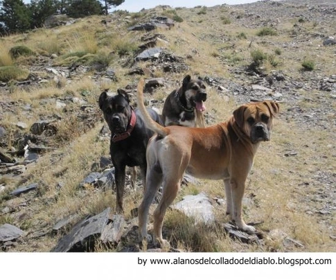 Alano Español Perros Raza - Características, Fotos & Precio | MundoAnimalia