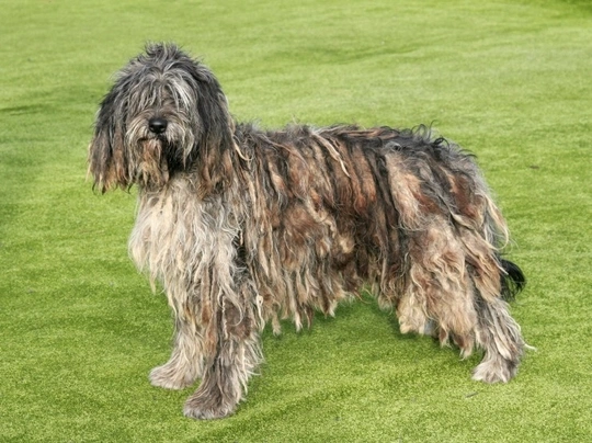 Pastor de Bérgamo Perros Raza - Características, Fotos & Precio ...