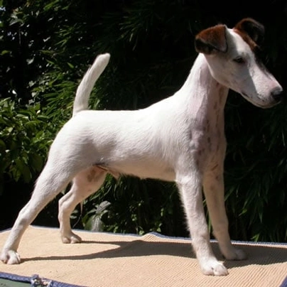 Fox Terrier Dogs Breed - Information, Temperament, Size & Price ...