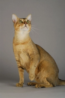 Chausie Cats Breed - Information, Temperament, Size & Price | Pets4Homes