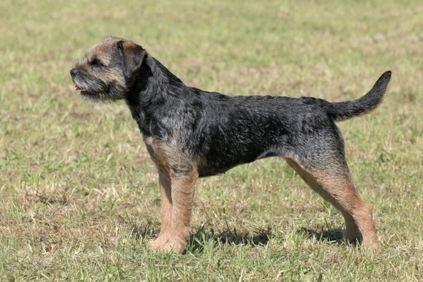 Border Terrier Dogs Breed - Information, Temperament, Size & Price ...