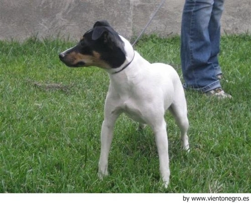 Ratonero Bodeguero Andaluz Perros Raza - Características, Fotos ...