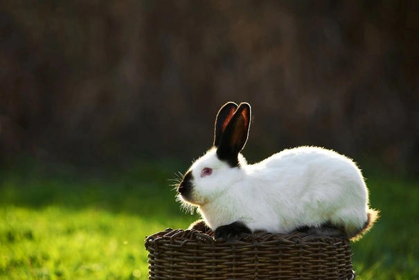 Californian Rabbits Breed - Information, Temperament, Size & Price ...