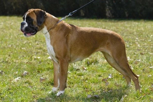 Boxer Perros Raza | Datos, Aspectos destacados y Consejos de compra ...