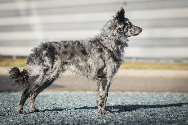 Mudi Honden Ras: Karakter, Levensduur & Prijs | Puppyplaats