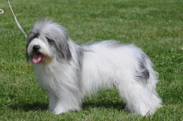 Odis Psi Informace - velikost, povaha, délka života & cena | iFauna