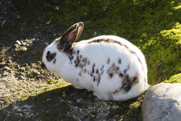 Rhinelander Rabbits Breed - Information, Temperament, Size & Price ...