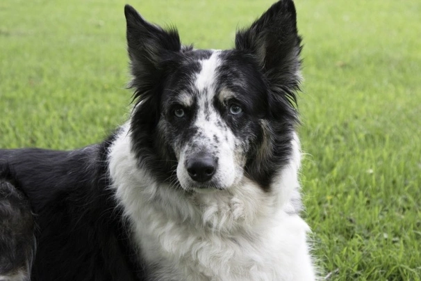 Welsh Collie Dogs Breed - Information, Temperament, Size & Price ...