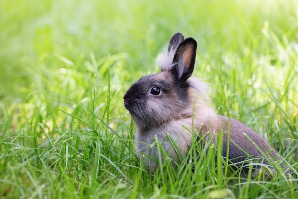 Lionhead Rabbits Breed - Information, Temperament, Size & Price ...