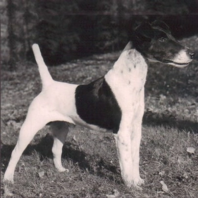 Fox Terrier Dogs Breed - Information, Temperament, Size & Price ...