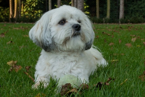 Mal-shi Perros Raza - Características, Fotos & Precio | MundoAnimalia