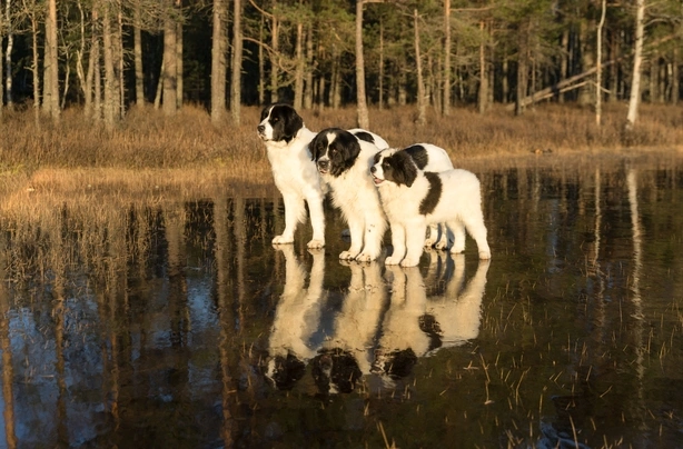 Landseer ECT Honden Ras: Karakter, Levensduur & Prijs | Puppyplaats