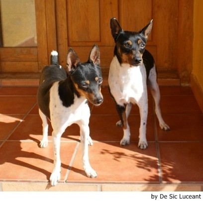 Gos Rater Valencià Perros Raza - Características, Fotos & Precio ...