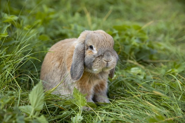 German Lop Rabbits Breed - Information, Temperament, Size & Price ...
