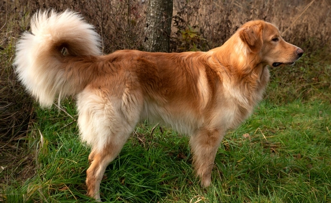 Hovawart Dogs Breed - Information, Temperament, Size & Price | Pets4Homes